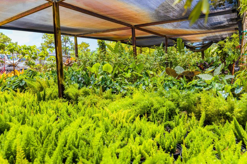 Plant Care Guide - Sanjuan Family Nursery