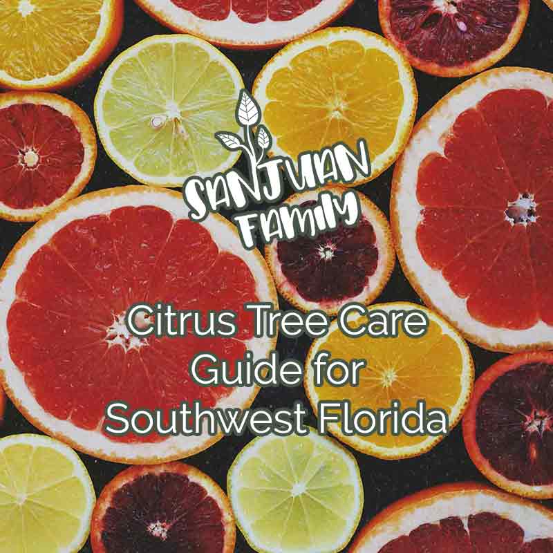 Citrus Care Guide for Southwest Florida - Sanjuan Family Nursery