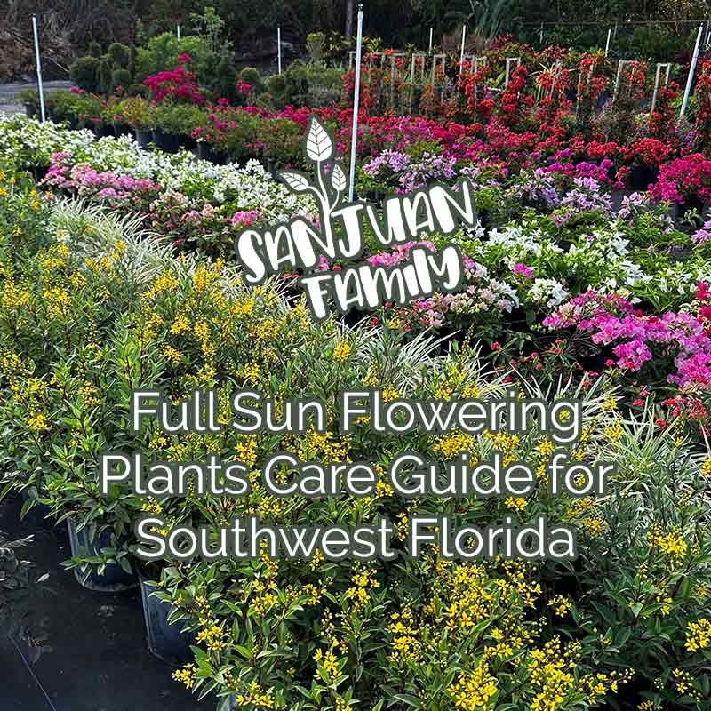 Full Sun Flowering Plants Care Guide for Southwest Florida - Sanjuan ...