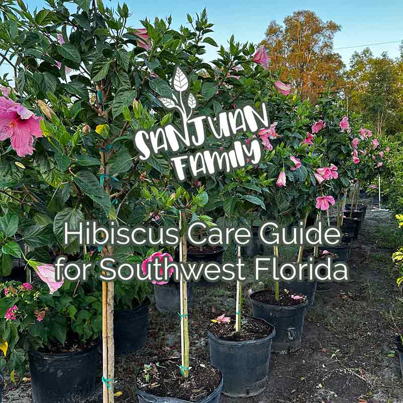 Sw Florida Flowering Trees