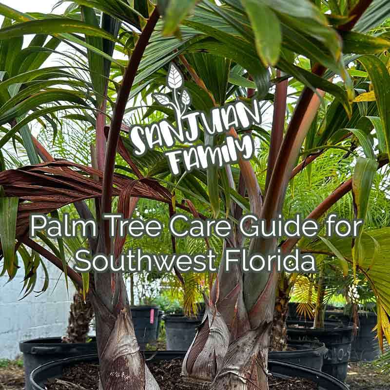 Palm Tree Care Guide for Southwest Florida - Sanjuan Family Nursery