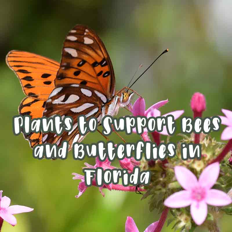 The Importance of Pollinators: Plants to Support Bees and Butterflies ...