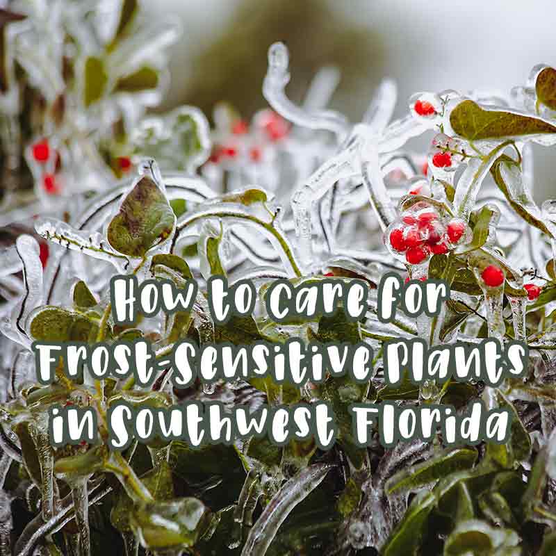 Protecting Your Plants: How to Care for Frost-Sensitive Plants in ...