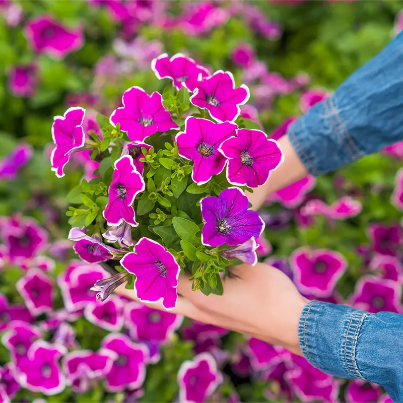 Best Plants to Grow in Sunny Southwest Florida: Top Picks for Success
